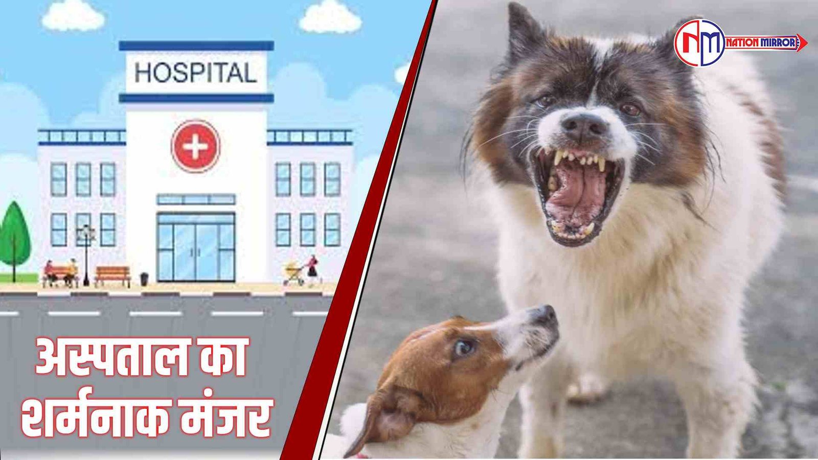Terror of Dogs: नवजात का शव मुंह में दबाकर घूमते रहे कुत्ते - Nation Mirror