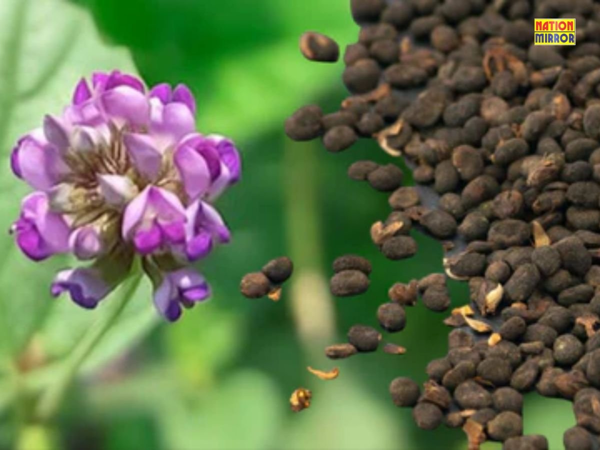 Bakuchi for Skin Problems